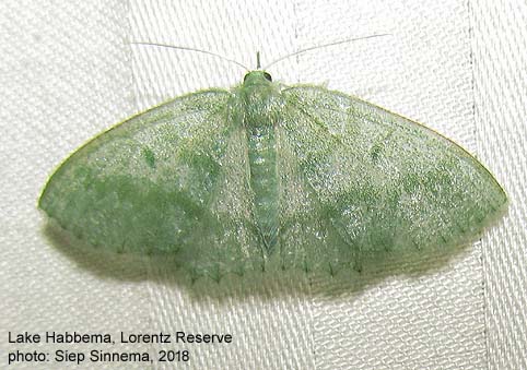 Papua Insects Foundation (Lepidoptera/Geometridae(Geometrinae)/Maxates ...